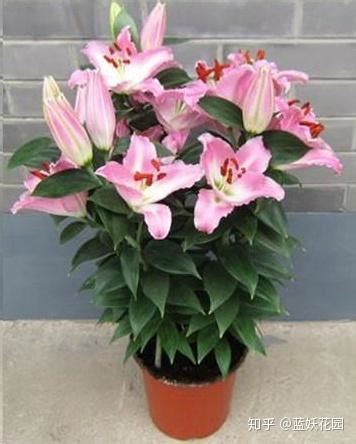 百合花开败后简单处理一下来年长更多开花又香又美 知乎