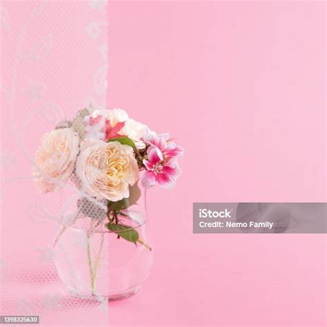 분홍색 배경에 흰색 커튼 뒤에 숨겨진 유리 꽃병에 꽃다발 장미에 대한 스톡 사진 및 기타 이미지 장미 추상적인 배경 0명 Istock