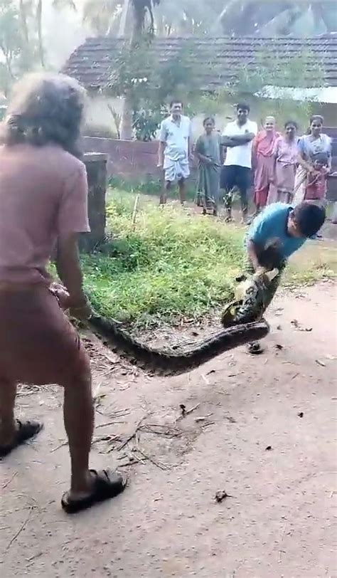 Boy Grabs Huge Python By Its Head