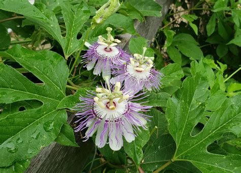 Maypop Native Gardeners