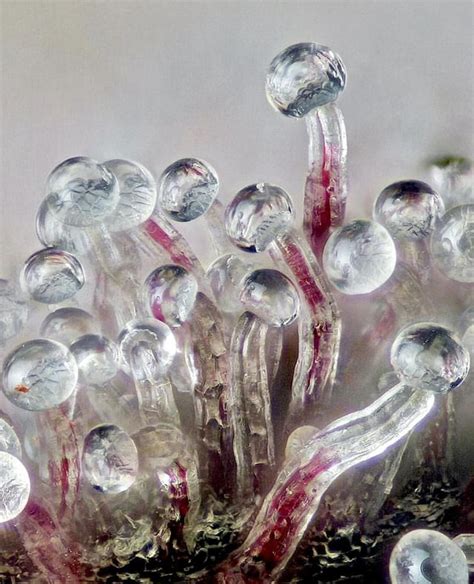 Cannabis Trichomes Under Microscope R Bizarrelife