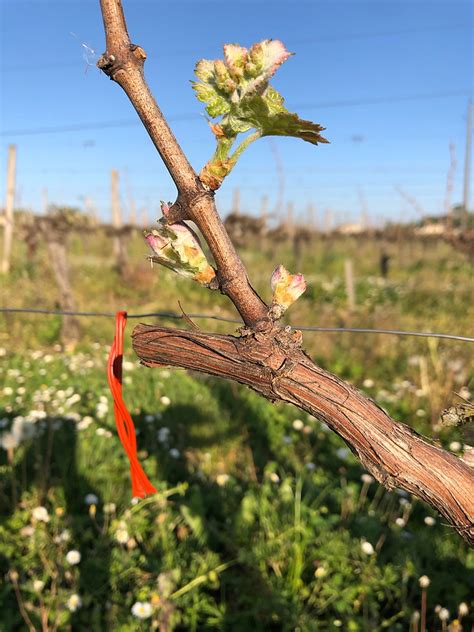 Confusion Sexuelle In The Sustainable Vineyard