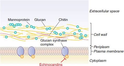 Antifungal Agents Chemotherapy Of Microbial Diseases Goodman And