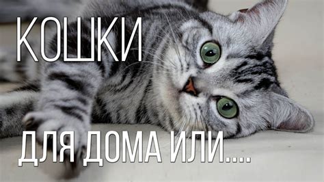 Самые красивые и любимые породы кошек Интересные факты про кошек Youtube