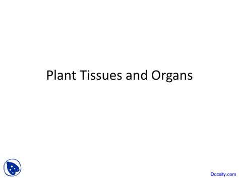 Plant Tissues And Organs Botany Introductory Lecture Slides Docsity