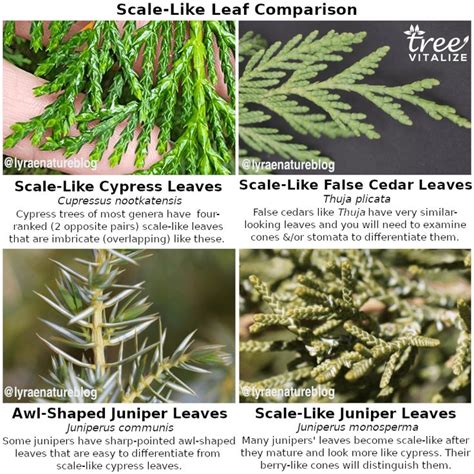 14 Different Types Of Cypress Trees Their Identifying Features In