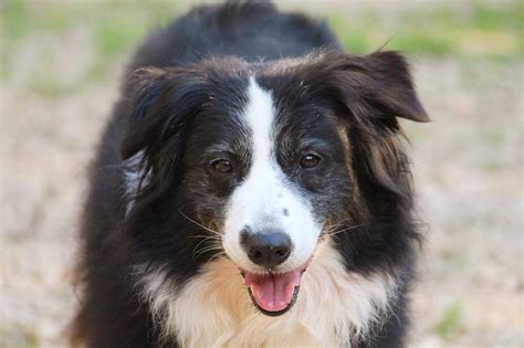 Фото бордер-колли (175 фотографий)