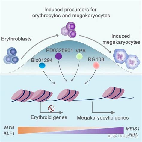 Cell Stem Cell：我国科学家在化学重编程获得巨核细胞及血小板研究领域取得重要突破 知乎