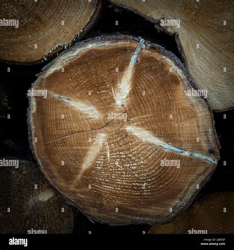 Cross Section Of A Freshly Cut Log Showcasing Annual Rings And Natural