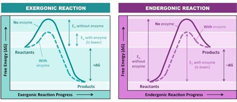 Activation Energy Bioninja