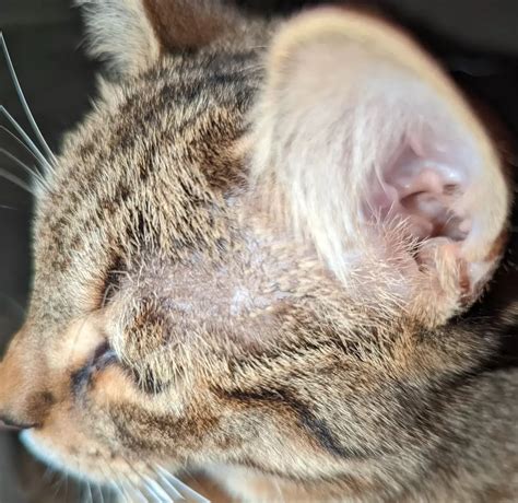 Cat Losing Hair On Ears Puainta®
