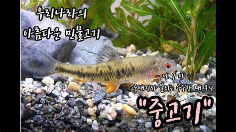 우리나라의 아름다운 민물고기 제7탄 중태기라 불리는 수수한 매력의 중고기 Youtube