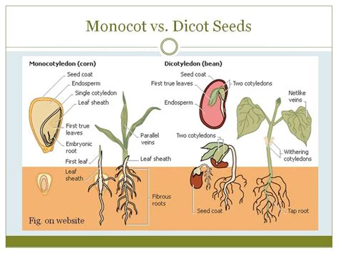Monocot Labeled