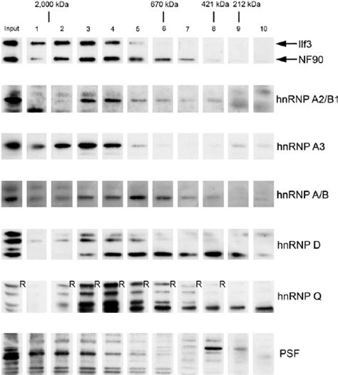 Fractionation Of Hela Cell Extract By Native Gel Fi Ltration On