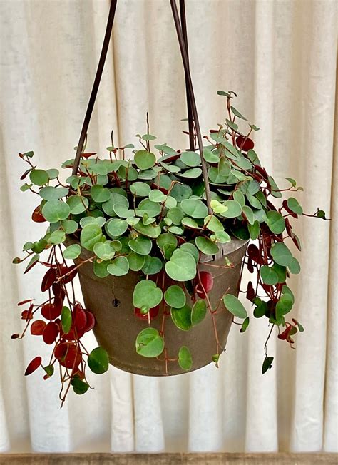 Peperomia Ruby Cascade Etsy