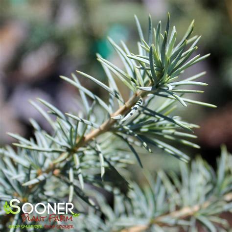 Electra Blue Deodar Cedar Sooner Plant Farm