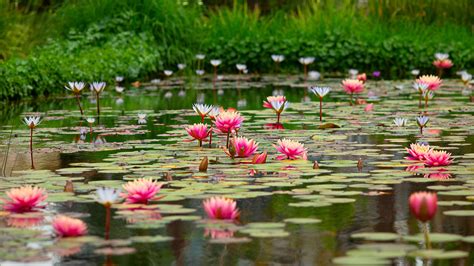 4k Lotus Flower Wallpapers Wallpaper Cave