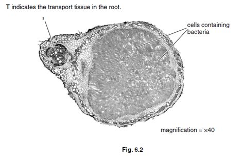IGCSE Biology 0610 2 2 Size Of Specimens IGCSE Style Questions Paper 3