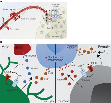 A Look Into The Future Your Biological Sex May Guide Chronic Pain