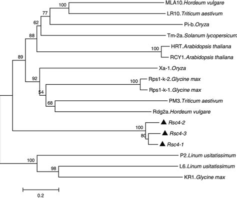 Phylogenetic Tree Of Gene Cluster And Other Reported R Genes The Tree Download Scientific