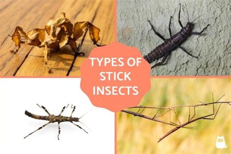 Types Of Stick Insects Characteristics Of Stick Bugs With Photos