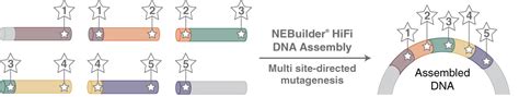High Throughput Cloning And Automation Solutions Neb