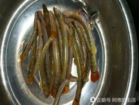 河里小鱼尾巴摇图片 摇尾巴动图 摇尾巴 第2页 大山谷图库