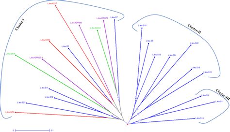 Radial Neighbor Joining Tree Based On 74 Alleles From 11 Ssr Loci Among