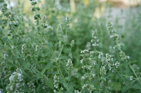 Catnip Seeds The Plant Good Seed Company