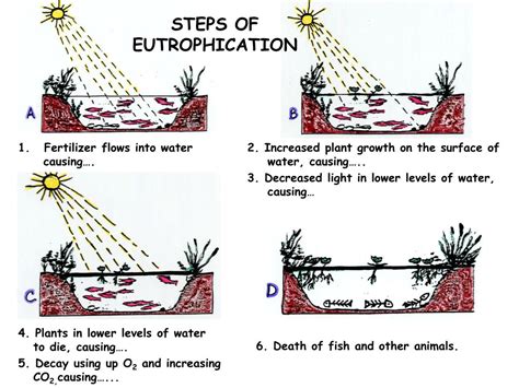 Eutrophication Process