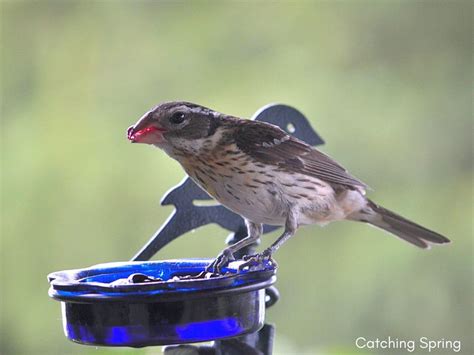 9 Important Ways You Can Help Migrating Birds This Fall Catching Spring