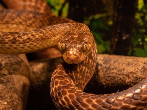 Красивая змея с большими глазами обои для рабочего стола картинки фото