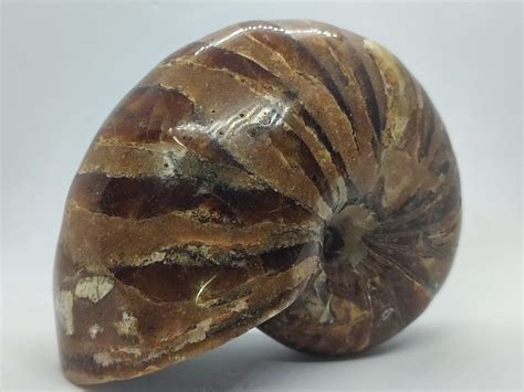 Nautilus Fossilised Animal 125 Cm Catawiki