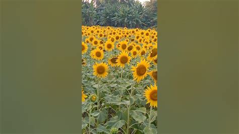 সূর্যমুখী ফুলের অপরুপ চিত্র Youtube
