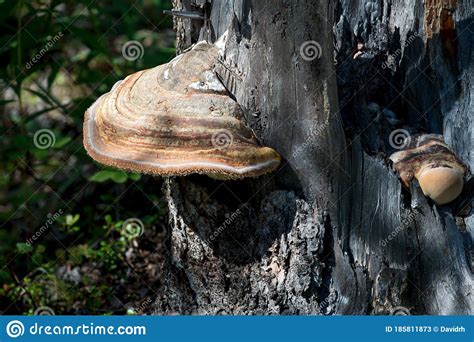Ganoderma Applanatum Mushrooms Growing On Trees Stock Image Image Of Canada America 185811873