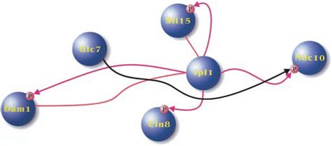 The Biochemical And Physical Interaction Networks For The Yeast Protein Download Scientific
