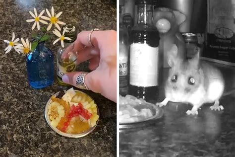 Woman Makes Gourmet Meals For A Mouse That Lives In Her Wall Goes Viral On Tiktok With More