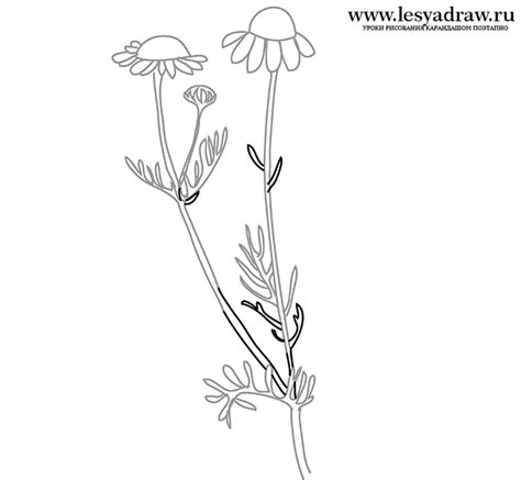 Как нарисовать травянистое растение 2 класс