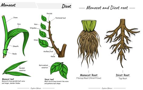 Science Project Monocot And Dicot By Septian Anggara P On Dribbble