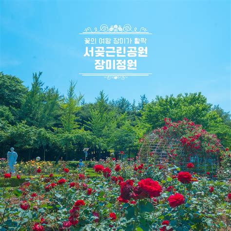 인천시 서구 🌹꽃의 여왕 장미가 활짝 서곶근린공원 장미정원 알록달록 색감으로 더운 날씨에도