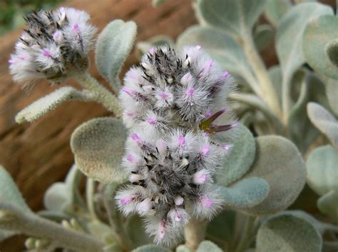 Australian Amaranthaceae Australian Amaranthaceae