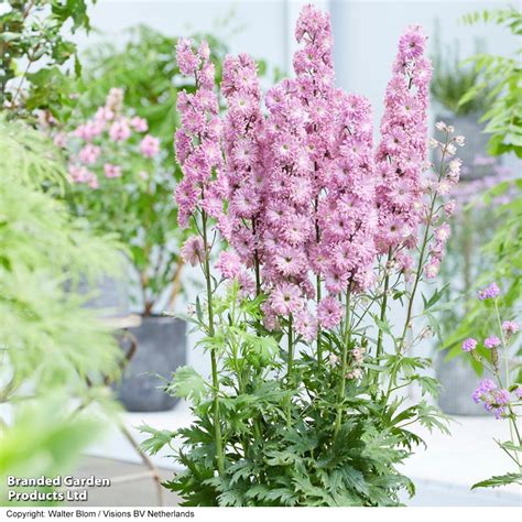 Delphinium Elatum Highlander Flamenco Suttons