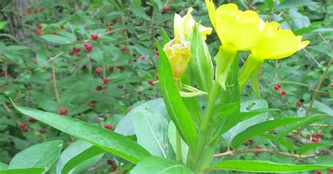 A Wandering Botanist Polyploidy Part 3 Patterns In Nature Speciation