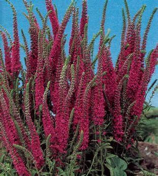 Veronica Red Fox Parrans