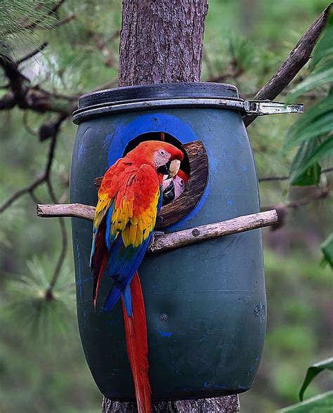 Macaw Nest Box