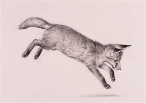 Leaping Fox Cub Graphite Drawing