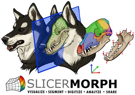 Slicermorph Slicermorph Project · Github
