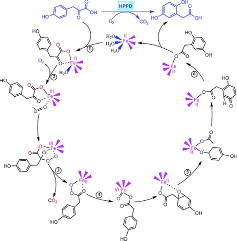 Simplified Catalytic Mechanism Of HPPD 1 Formation Of HPPDHPPA Download Scientific Diagram