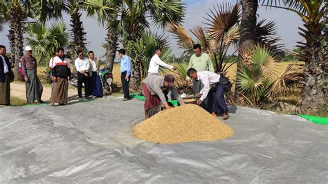 မြစ်သားမြို့နယ်တွင် ၂၀၂၃ ၂၀၂၄ ခုနှစ် မိုးစပါးစံကွက်ရိတ်သိမ်းပွဲကျင်းပ Information And Public