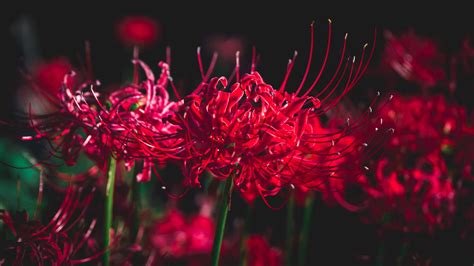 Red Spider Lily Inuyasha Equinox Flower Png Bundles Blue Red Spider